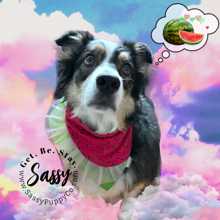 Sassy Puppy Co.